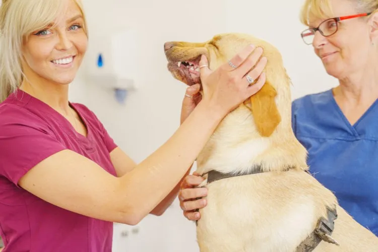 Hampton Vets | Superb Pet Care in Hampton Heath, Malpas