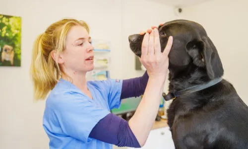 Hampton Vets | Superb Pet Care in Hampton Heath, Malpas